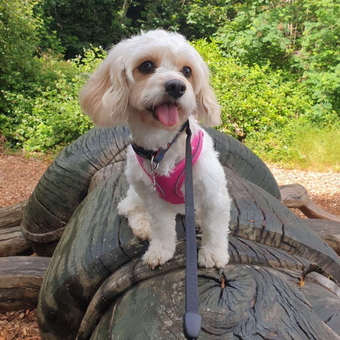 Waggy Tails and Lifelong Friends - Beritaz Care